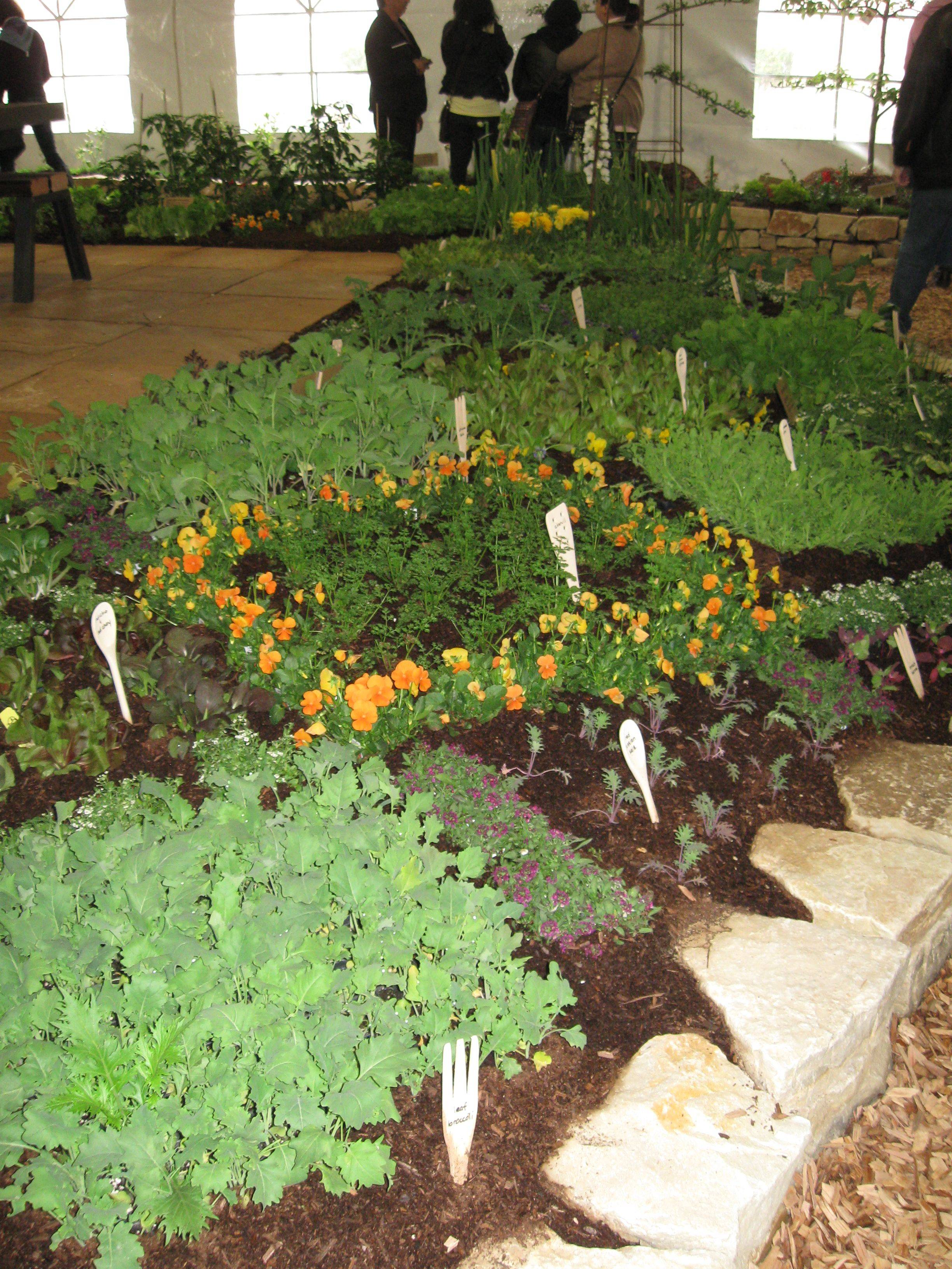 21 Edible Flower Garden Ideas You Should Look | SharonSable