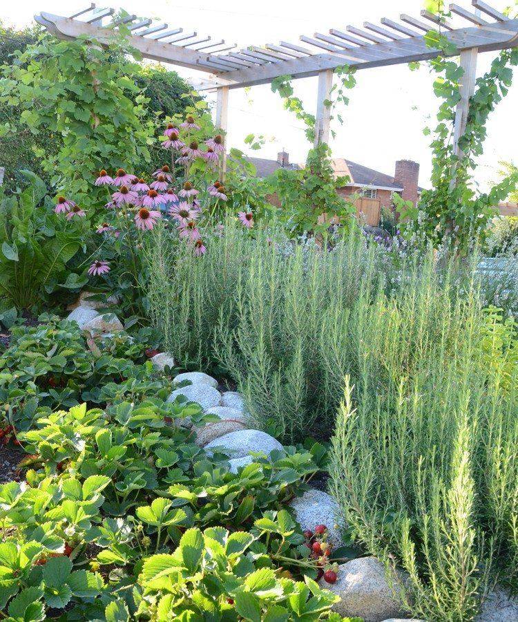 18 Small Edible Garden Ideas You Gonna Love | SharonSable