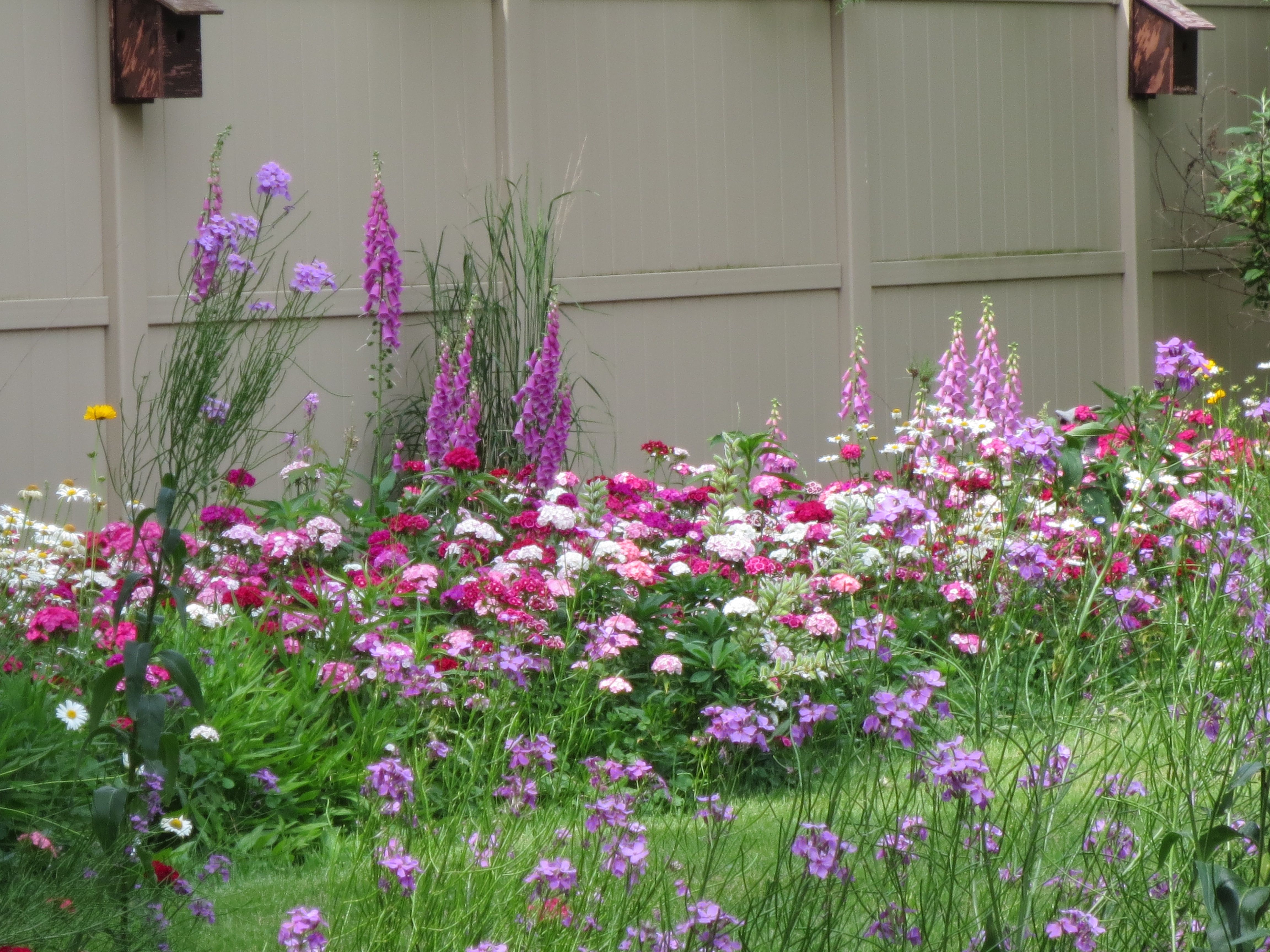 19 Wildflower Garden Ideas You Cannot Miss | SharonSable