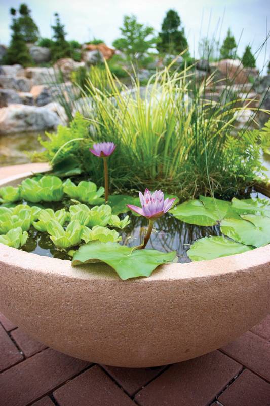 14 Container Water Garden Ideas To Consider | SharonSable