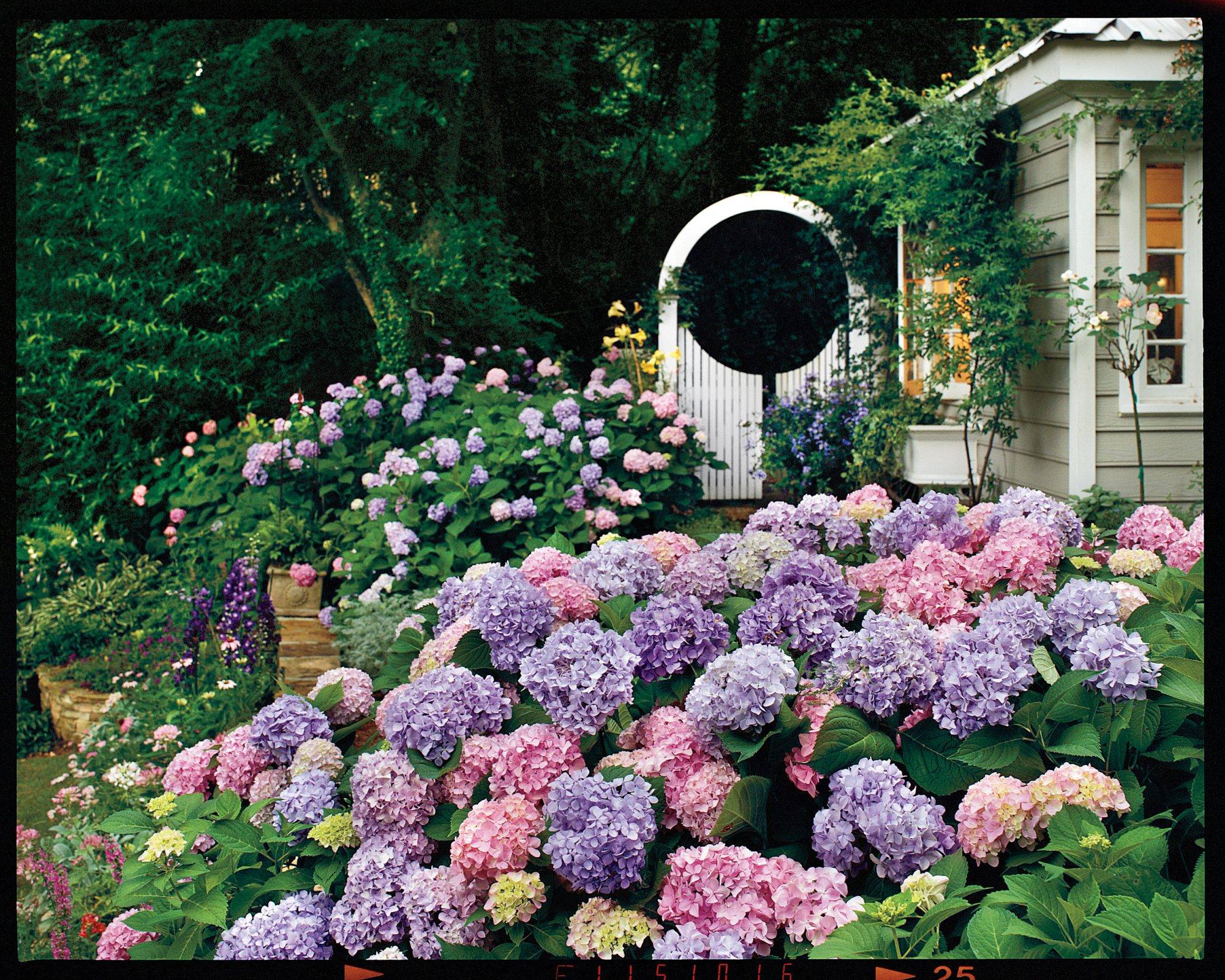 21 Hydrangea Garden Ideas Worth to Check | SharonSable