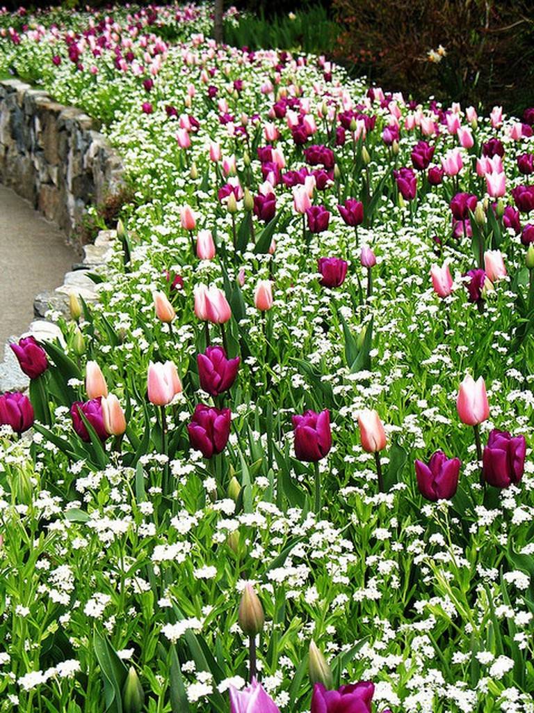 23 Tulip Garden Ideas You Must Look | SharonSable