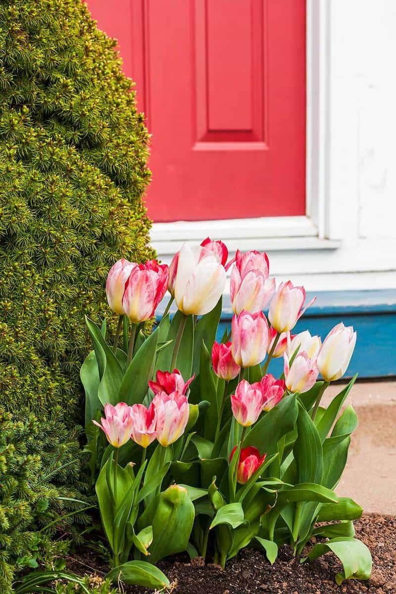23 Tulip Garden Ideas You Must Look | SharonSable