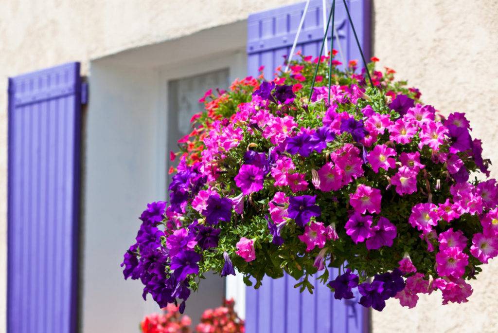 13 Petunia Garden Ideas You Must Look | SharonSable