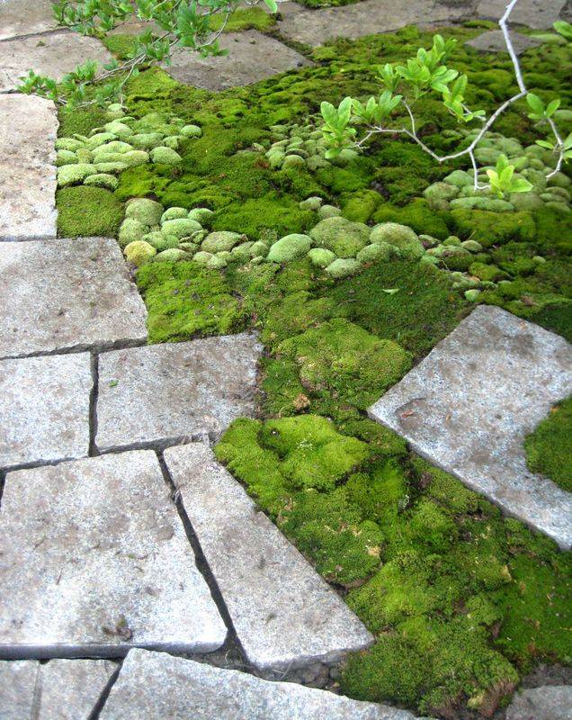 22 Moss Garden Ideas You Must Look | SharonSable