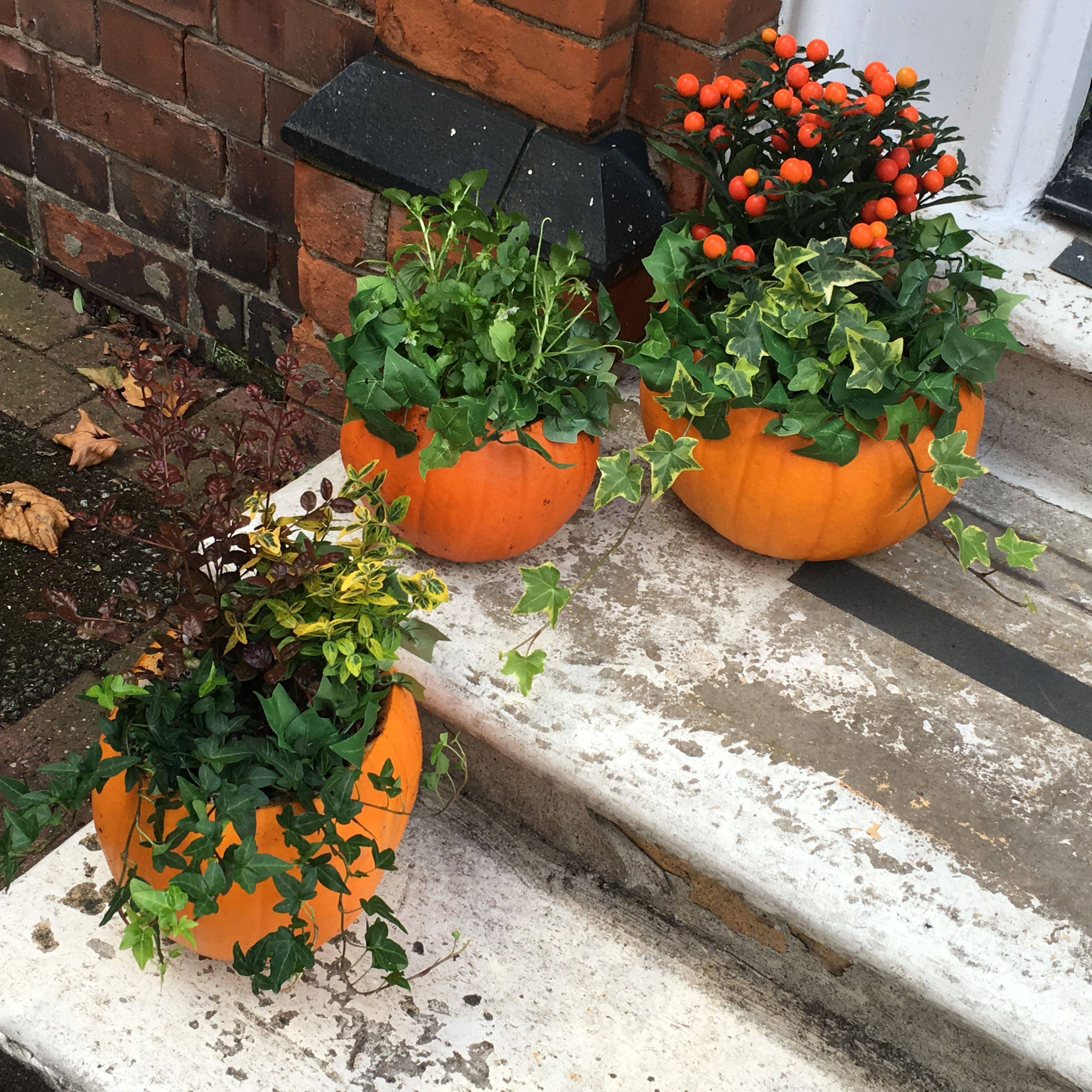 25 Worst Garden Ideas You Gonna Love | SharonSable