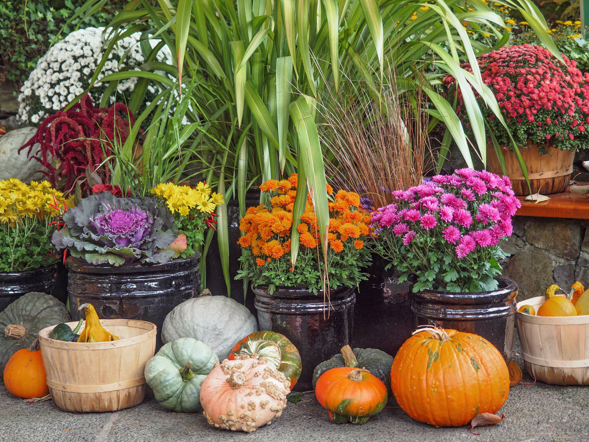 16 Fall Garden Ideas You Should Check | SharonSable