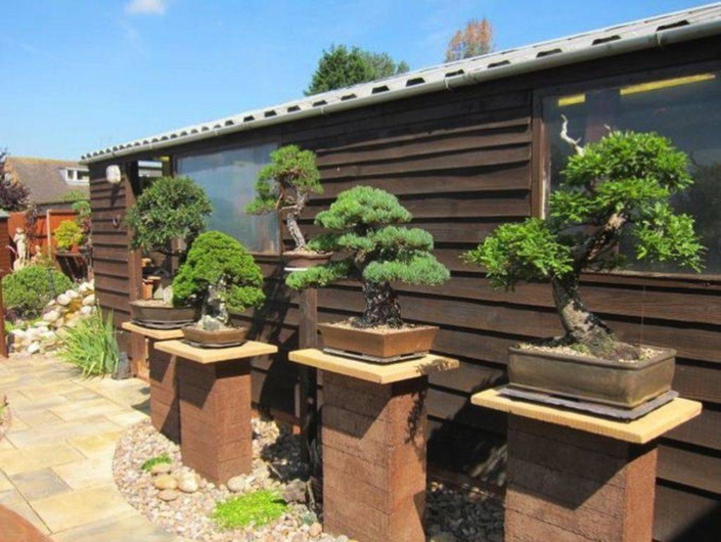 22 Mini Bonsai Garden Ideas You Must Look | SharonSable