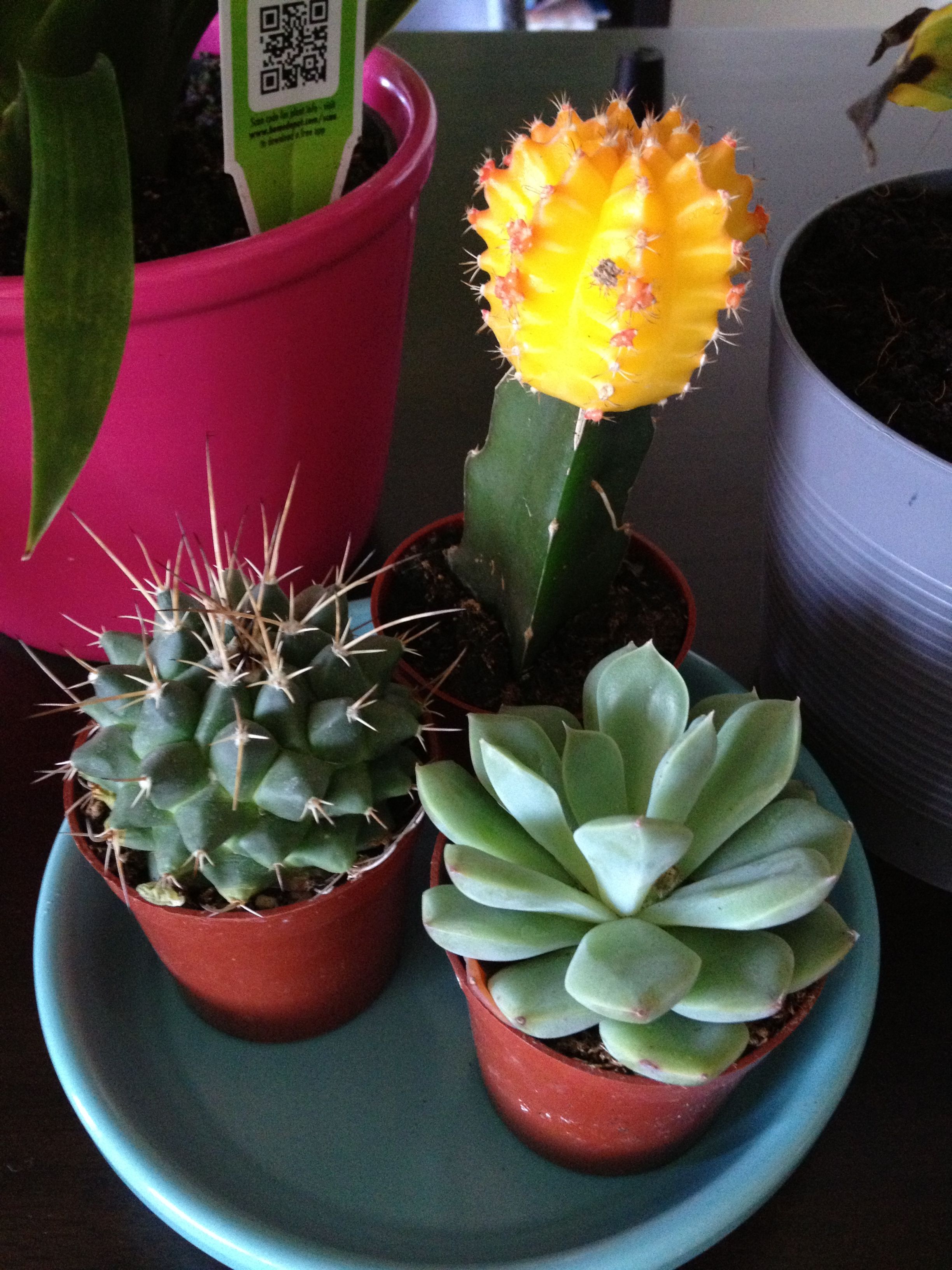 22 Mini Cactus Garden Ideas You Should Check | SharonSable