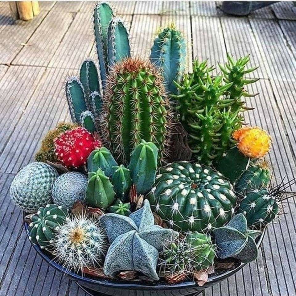 22 Mini Cactus Garden Ideas You Should Check | SharonSable