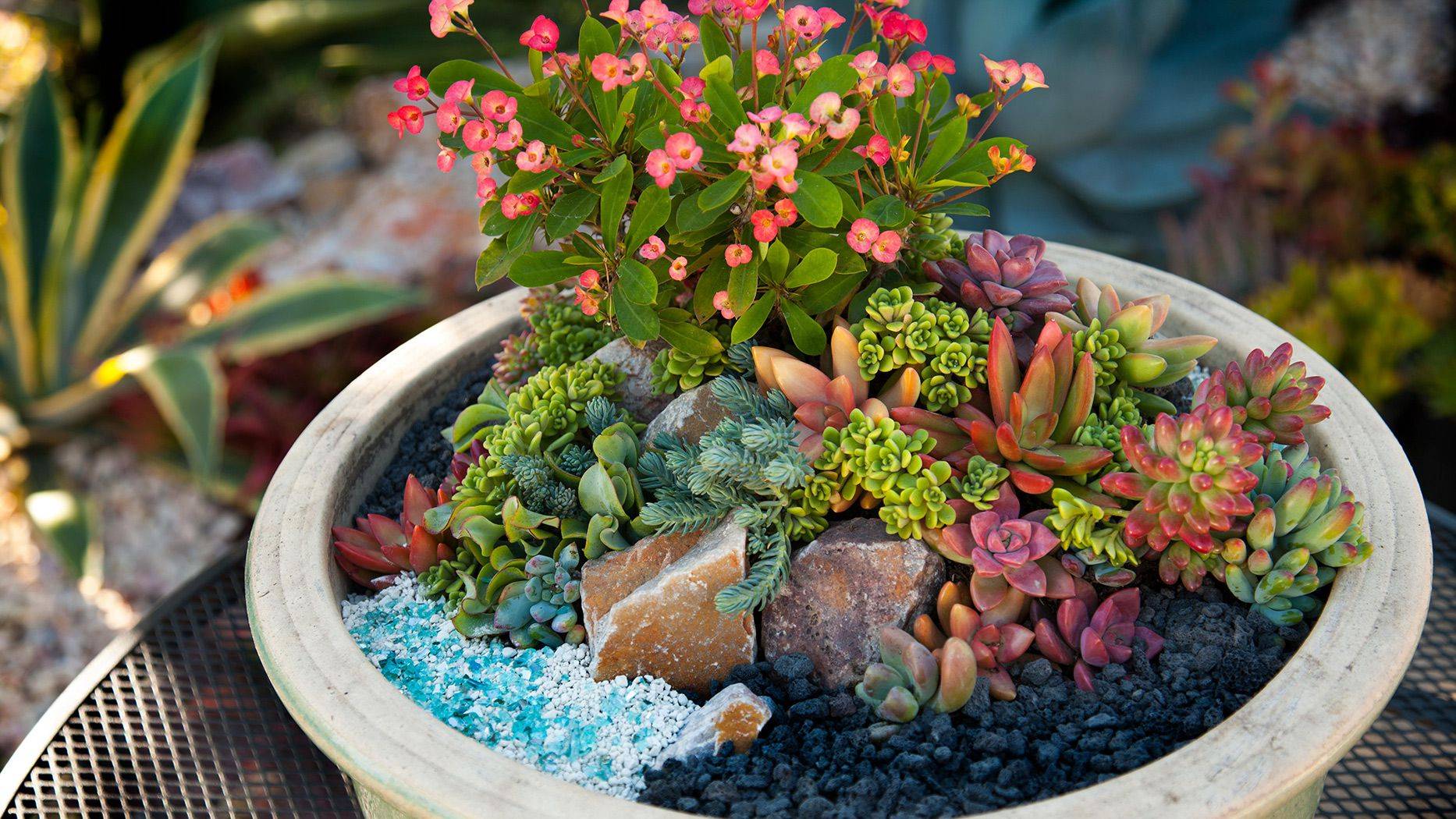 17 Miniature Succulent Garden Ideas To Try This Year | SharonSable