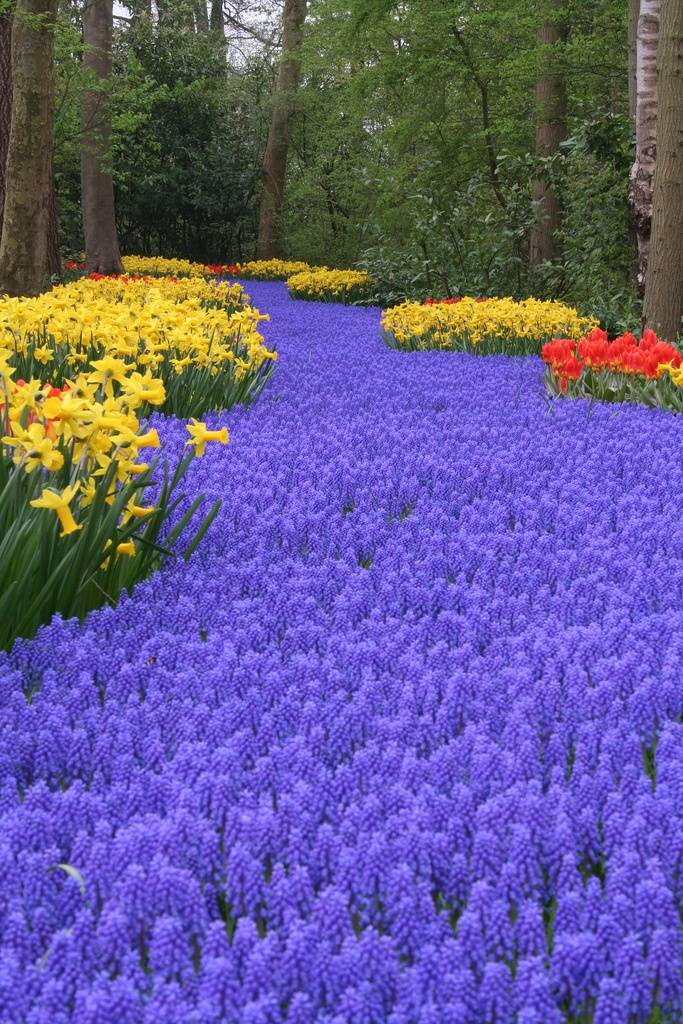 25 Flower Bulb Garden Ideas You Must Look | SharonSable