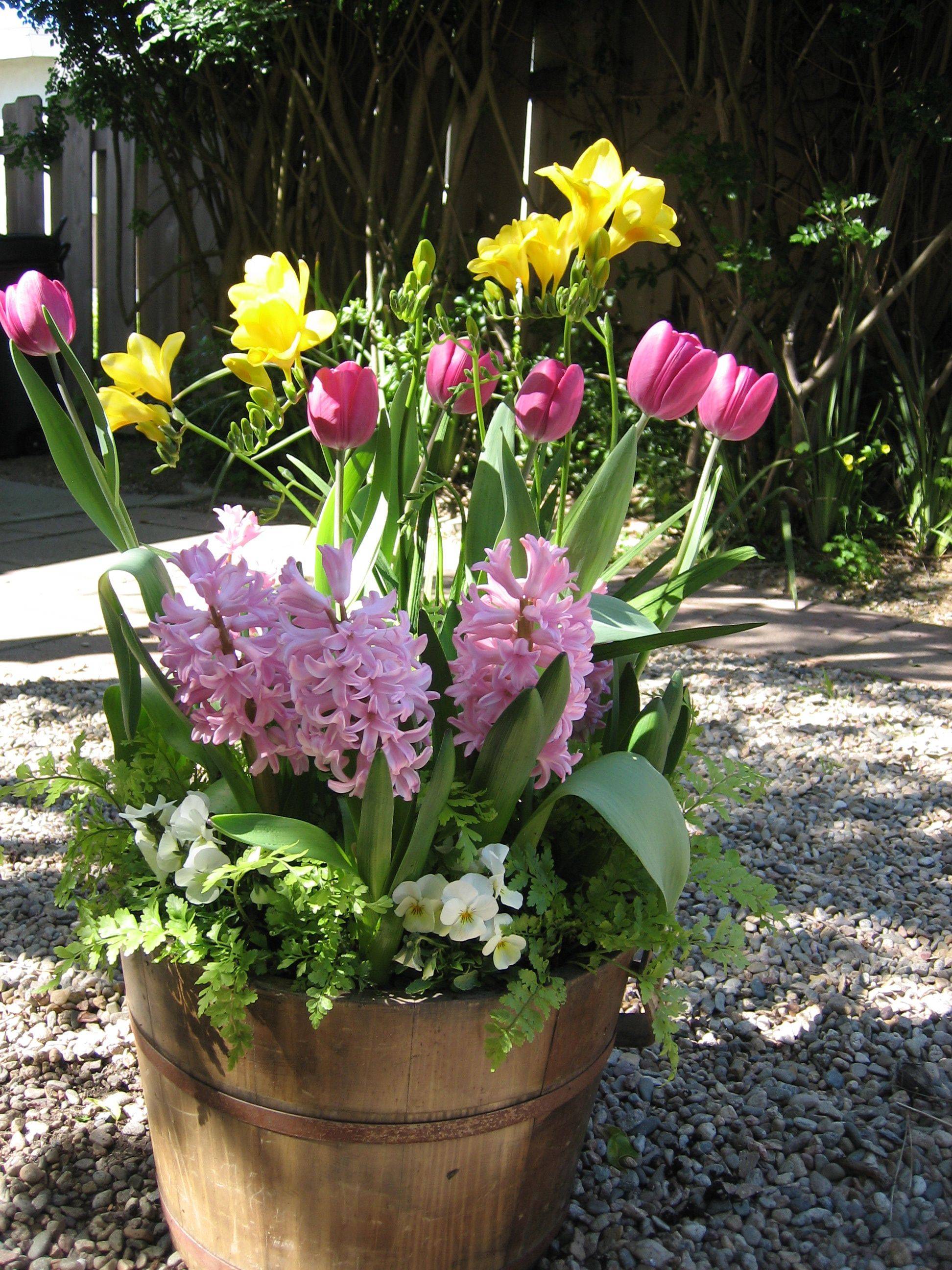 25 Flower Bulb Garden Ideas You Must Look | SharonSable