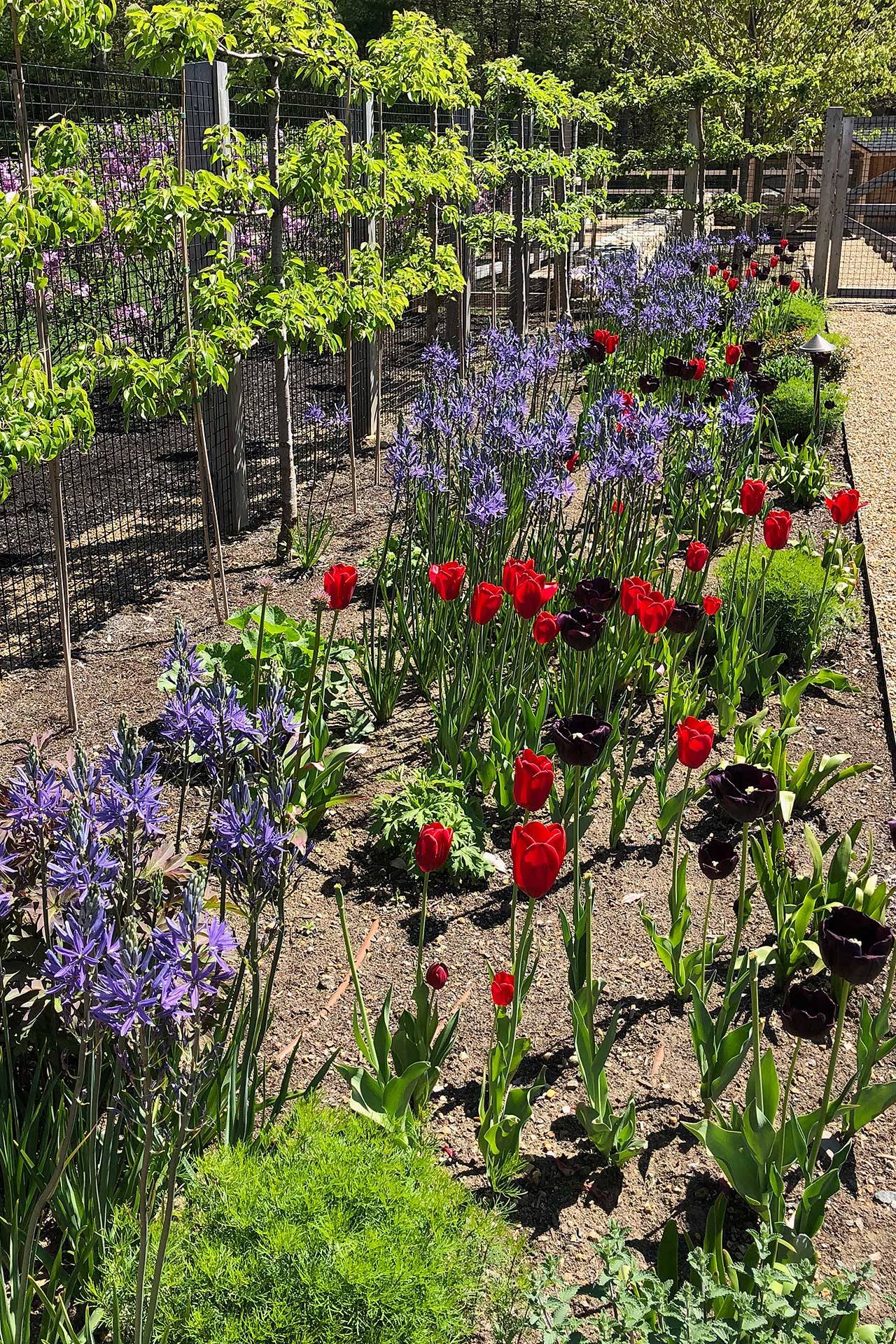 25 Flower Bulb Garden Ideas You Must Look | SharonSable