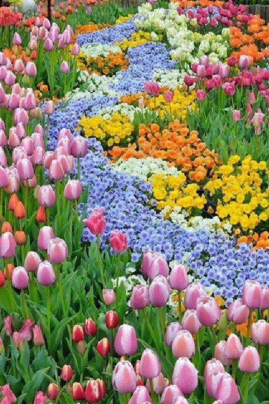 25 Flower Bulb Garden Ideas You Must Look | SharonSable