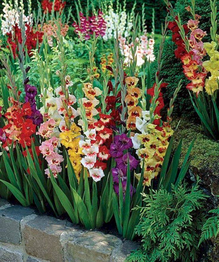 25 Flower Bulb Garden Ideas You Must Look | SharonSable
