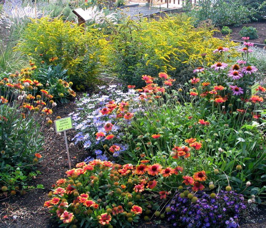 24 Drought Tolerant Flower Garden Ideas You Cannot Miss | SharonSable