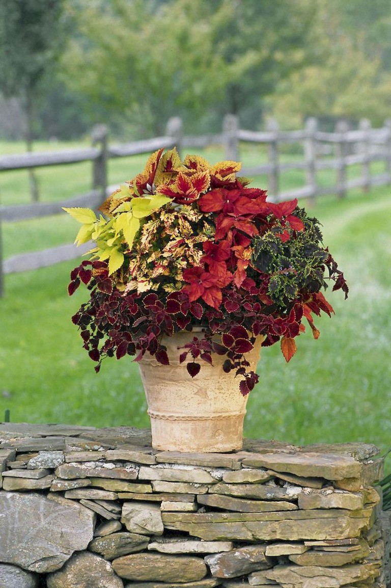 13 Fall Gardening Ideas To Try This Year | SharonSable
