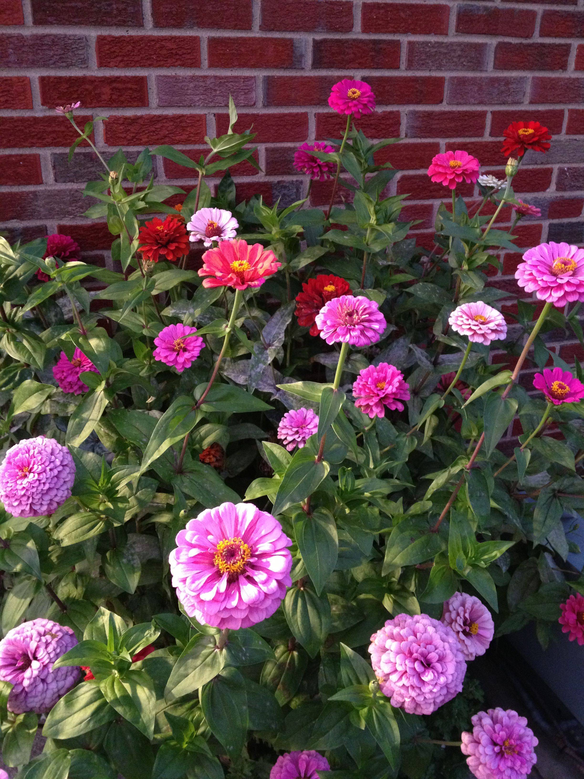 23 Zinnia Flower Garden Ideas You Should Check | SharonSable