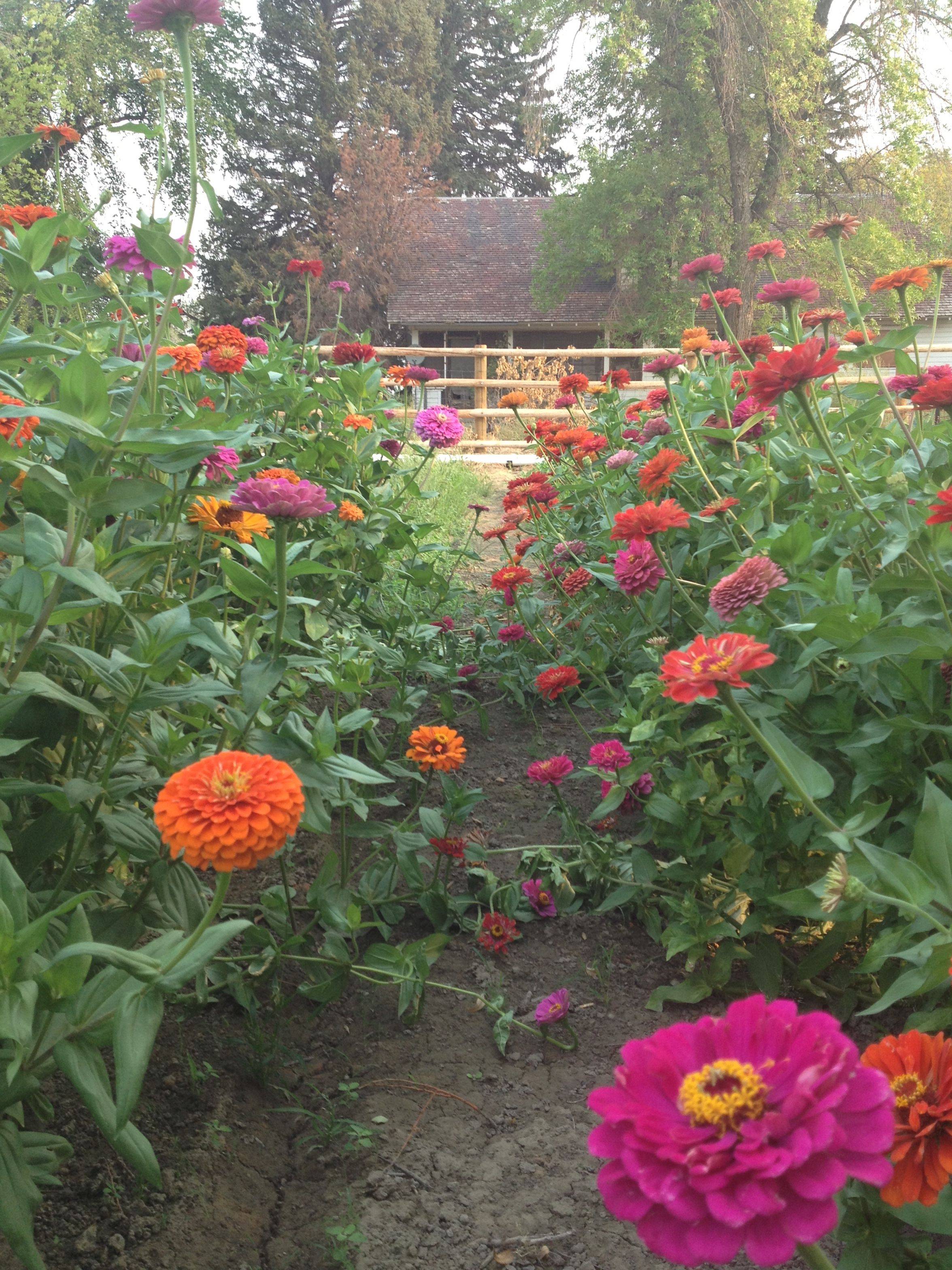 23 Zinnia Flower Garden Ideas You Should Check | SharonSable