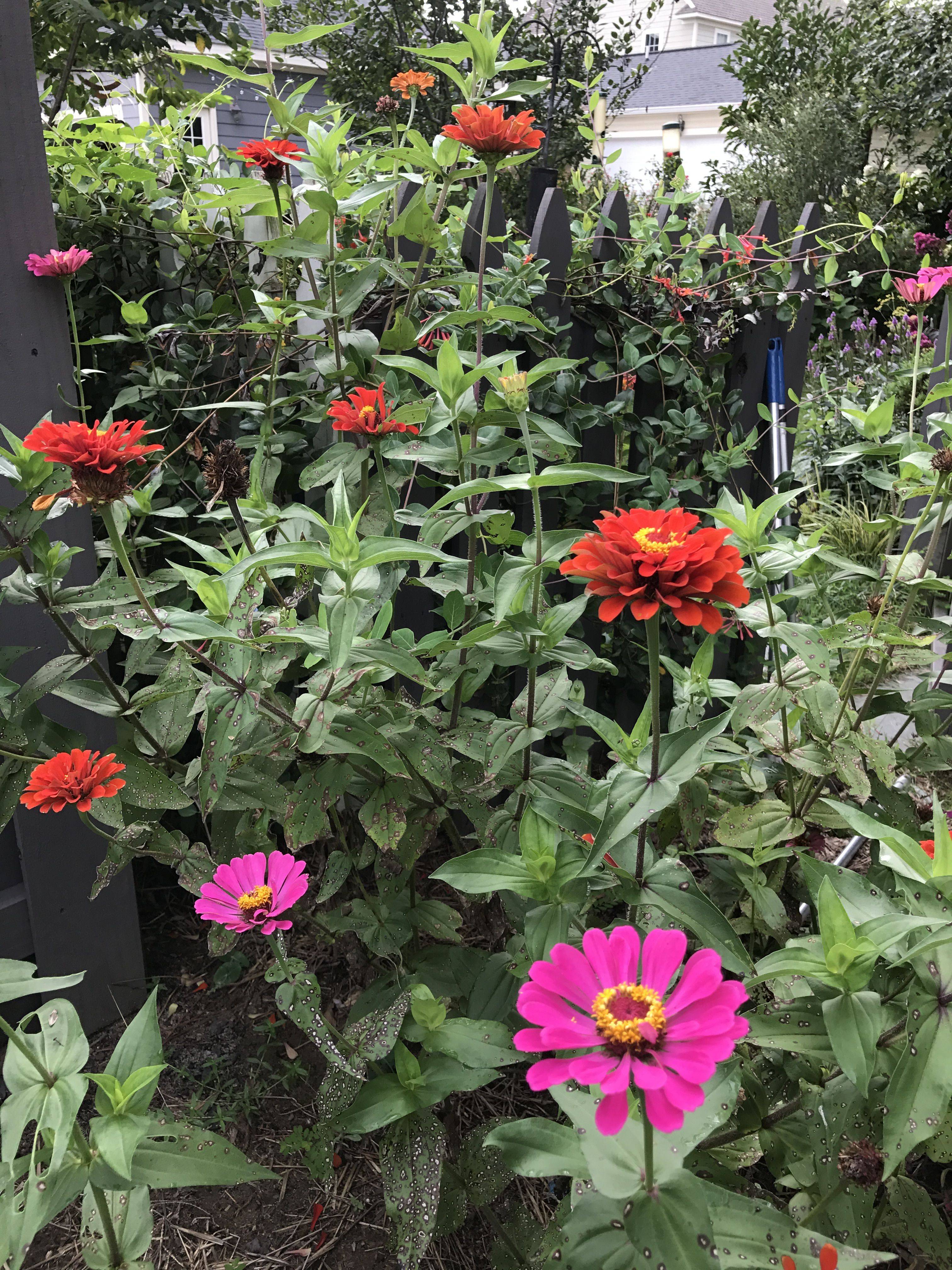 23 Zinnia Flower Garden Ideas You Should Check | SharonSable