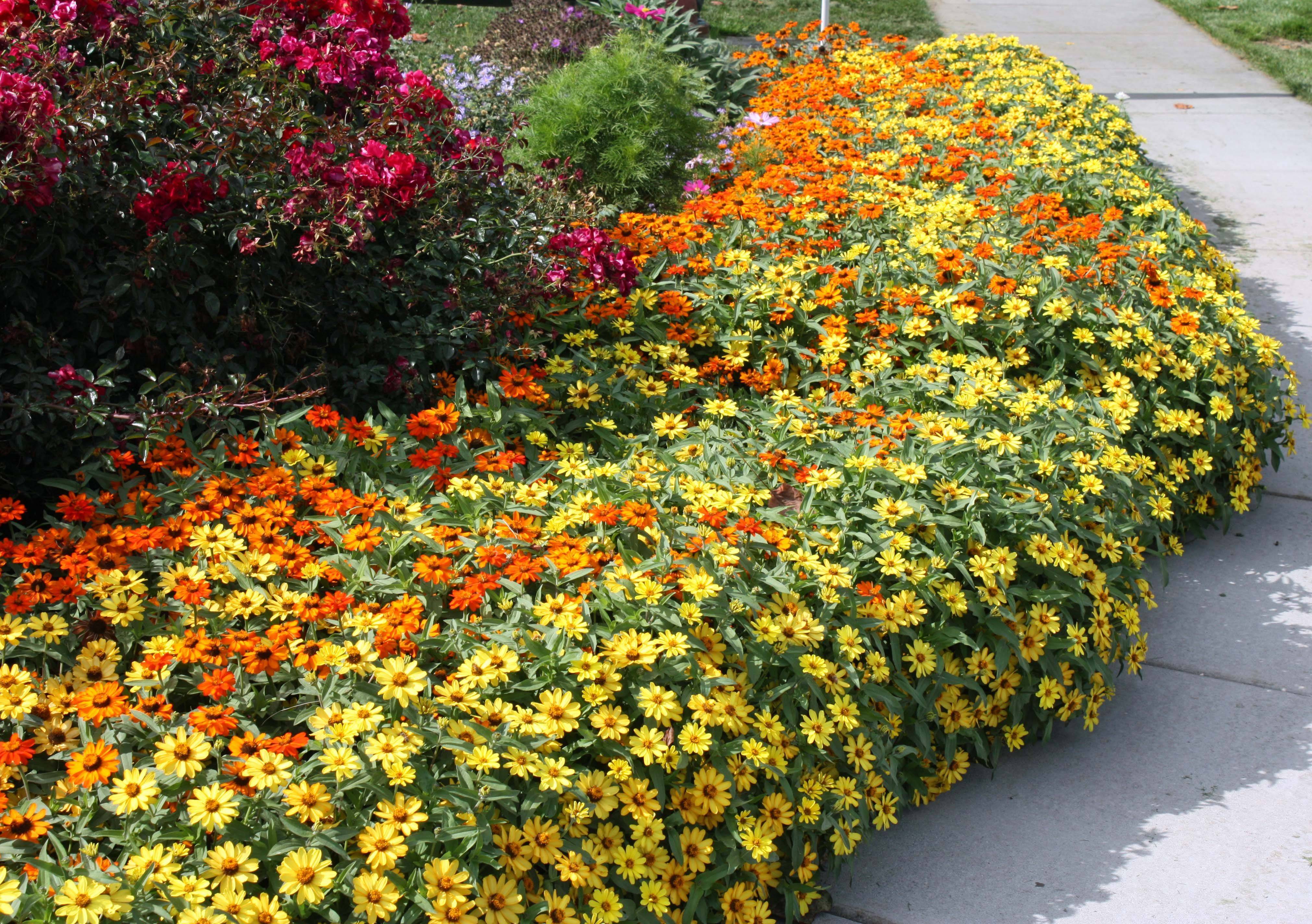 23 Zinnia Flower Garden Ideas You Should Check | SharonSable