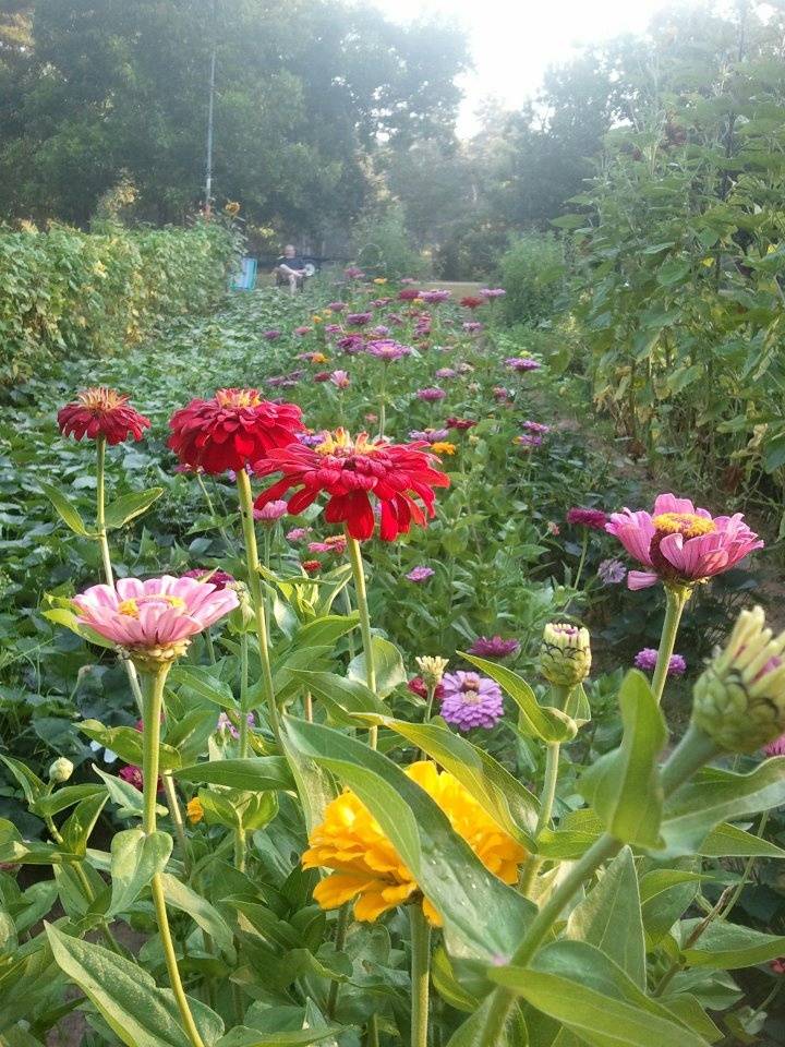 23 Zinnia Flower Garden Ideas You Should Check | SharonSable