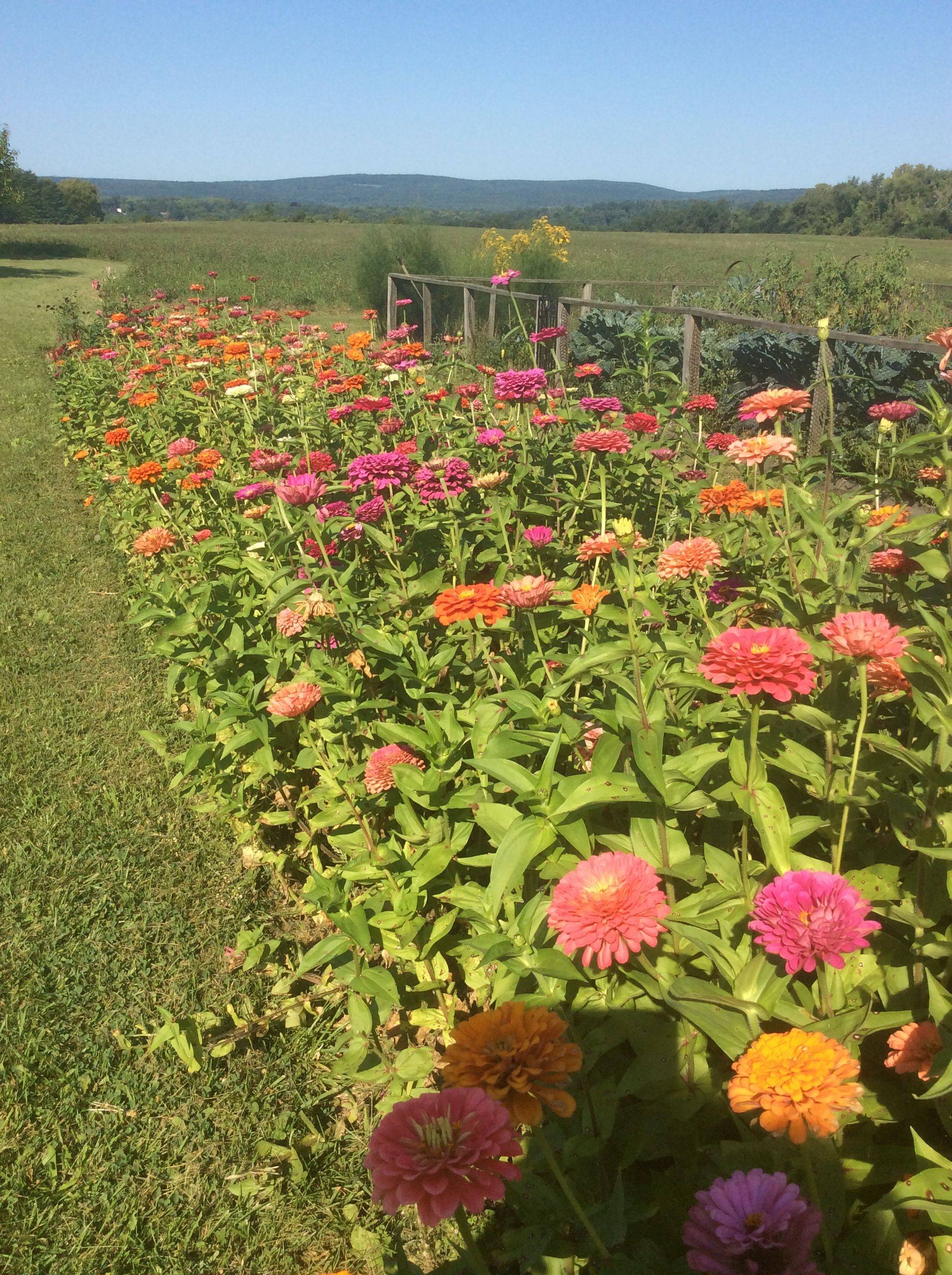 23 Zinnia Flower Garden Ideas You Should Check | SharonSable