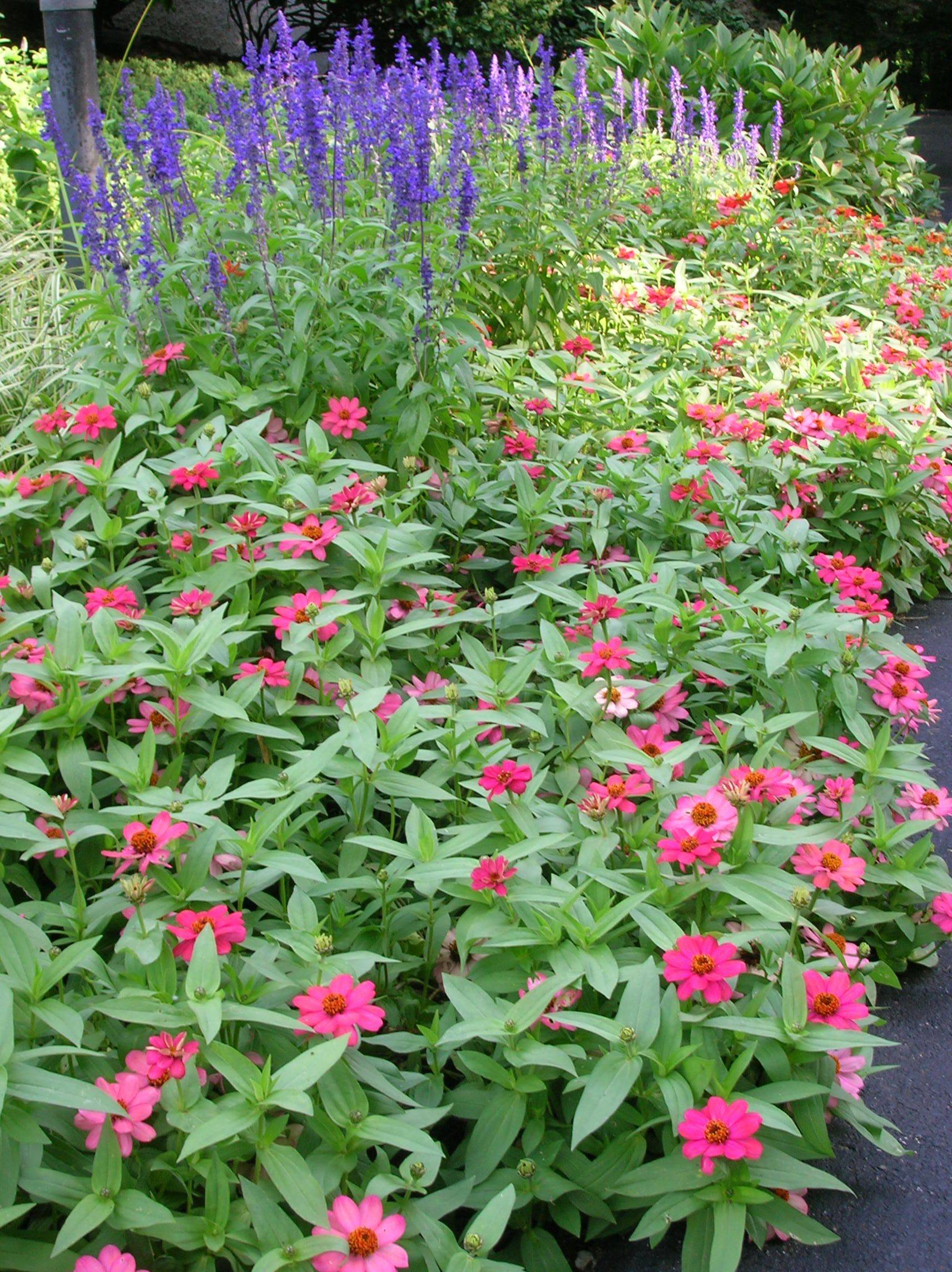 23 Zinnia Flower Garden Ideas You Should Check | SharonSable