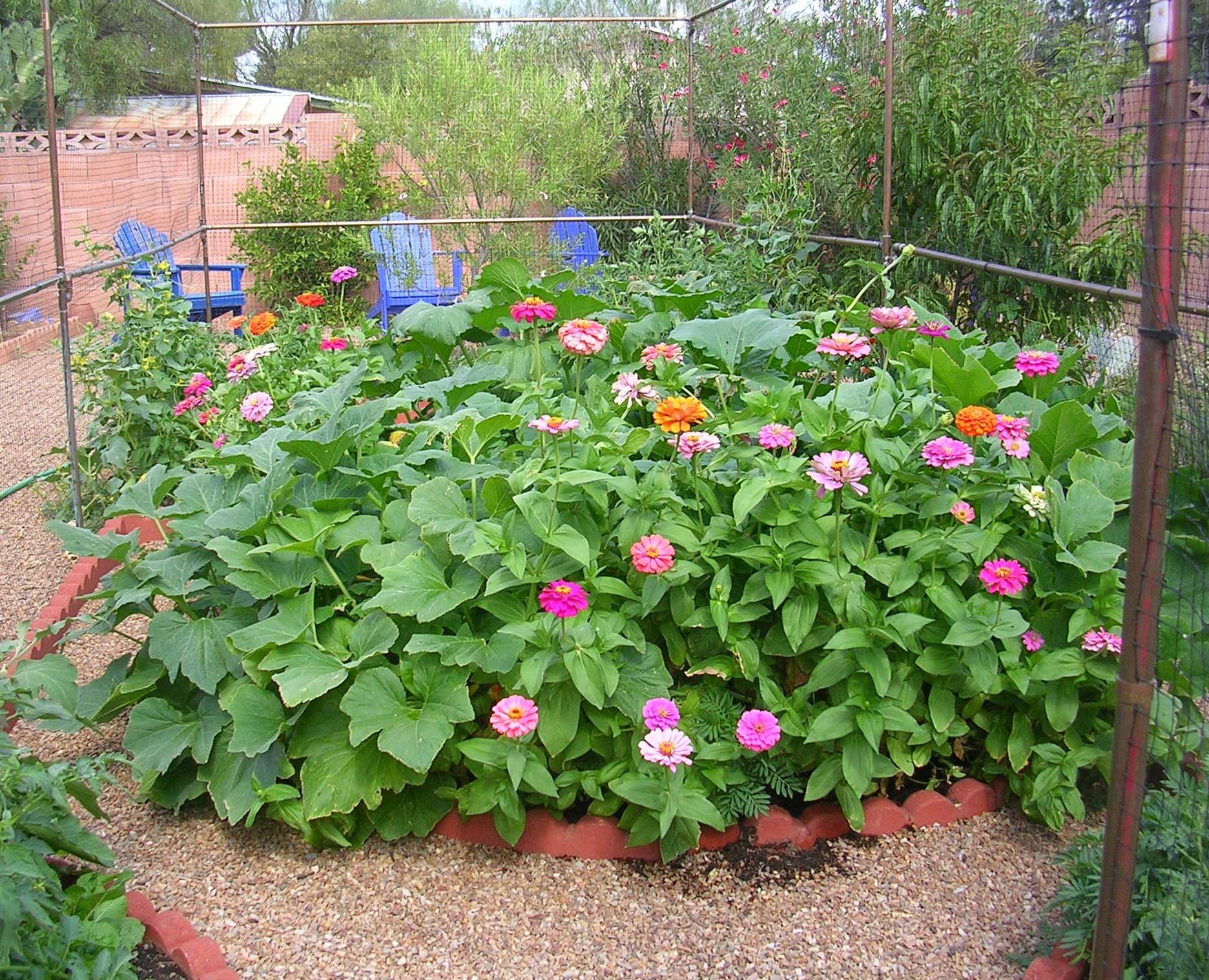 23 Zinnia Flower Garden Ideas You Should Check | SharonSable