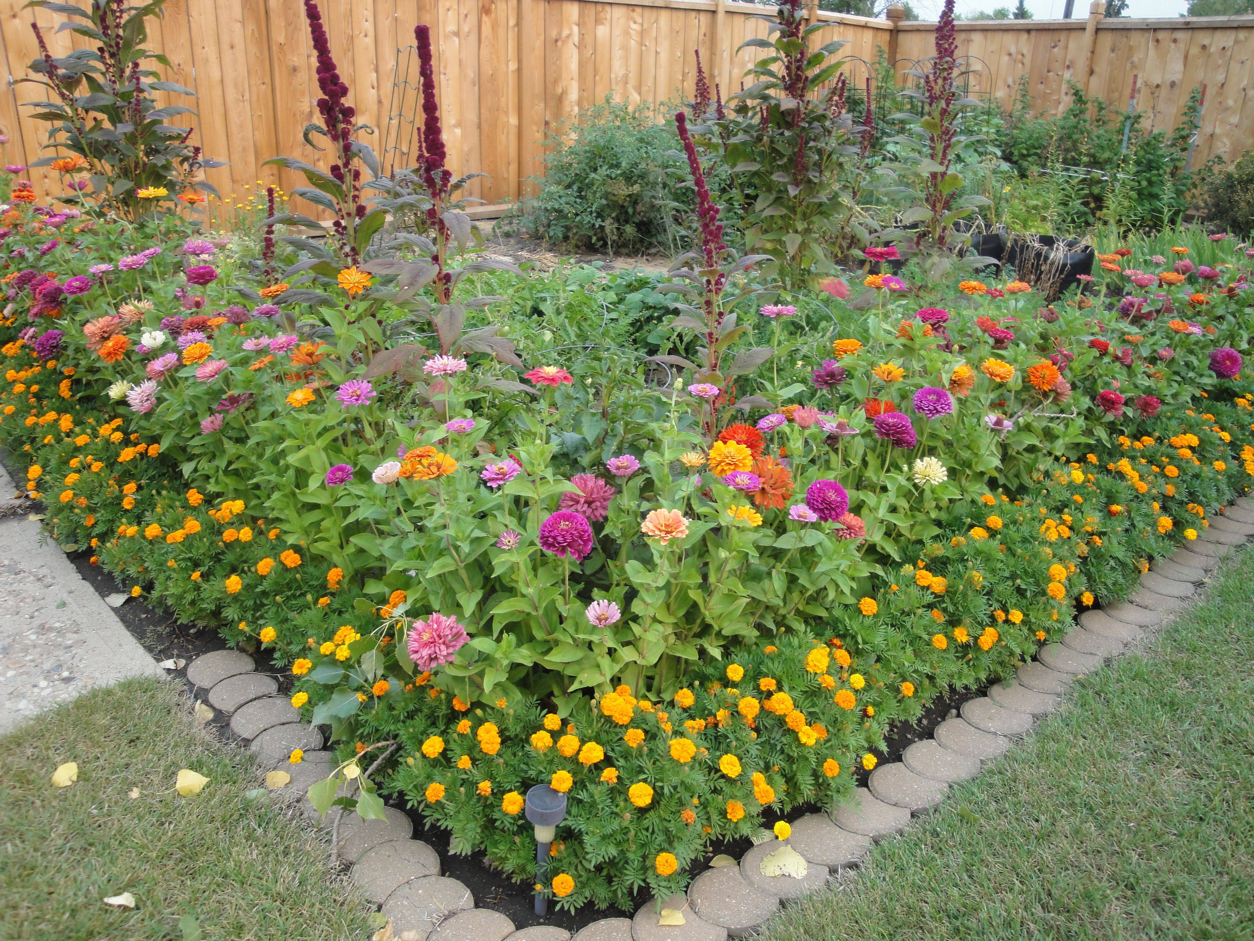 23 Zinnia Flower Garden Ideas You Should Check | SharonSable