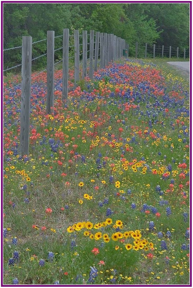 23 Natural Wildflower Garden Ideas To Consider | SharonSable