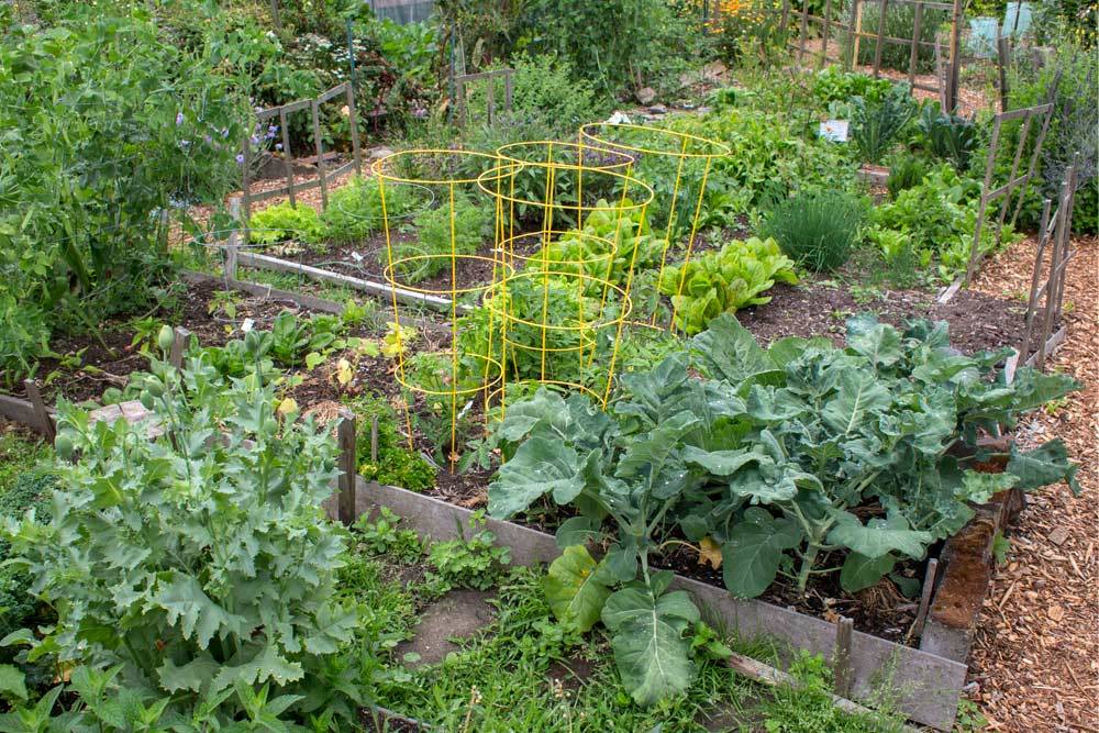 22 Healthy Vegetable Garden Ideas You Must Look | SharonSable
