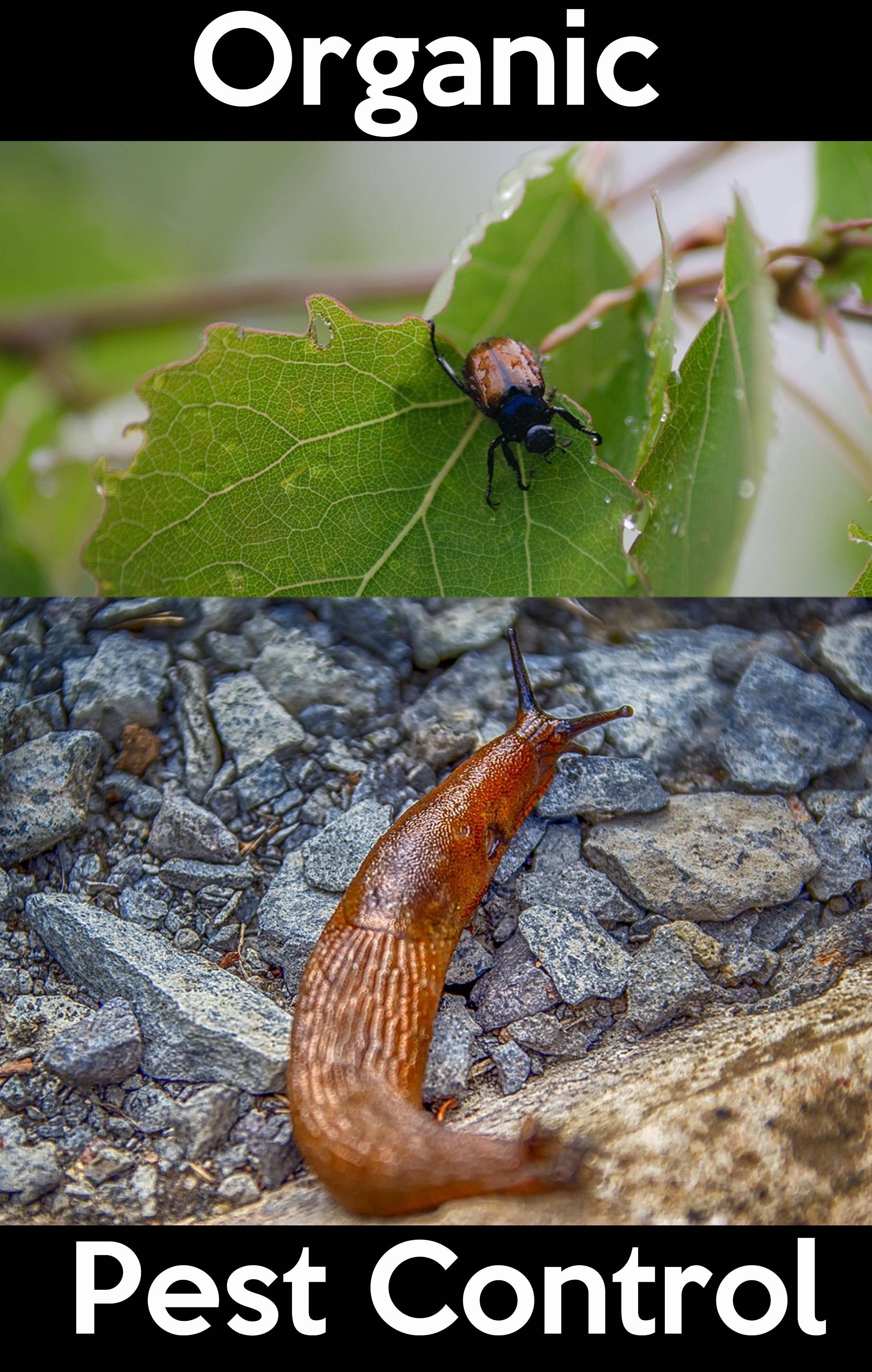 23 Garden Pest Control Ideas To Try This Year | SharonSable