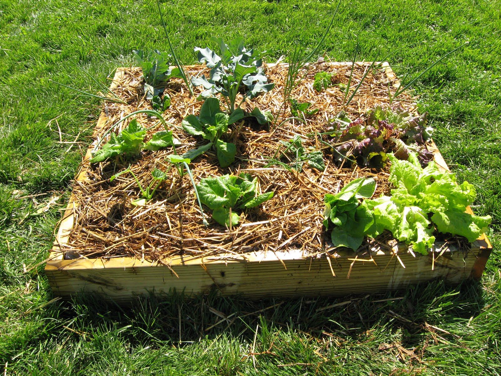 20 Spring Vegetable Garden Ideas You Should Check | SharonSable