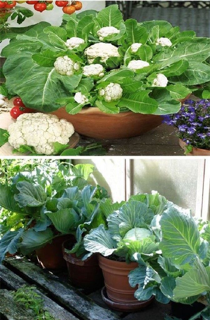 21 Growing Winter Vegetable Garden Ideas To Try This Year | SharonSable