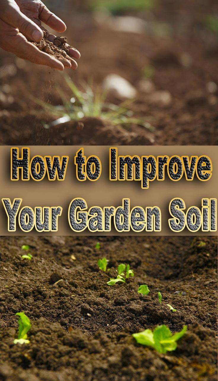 21 Organic Garden Soil Ideas Worth a Look | SharonSable