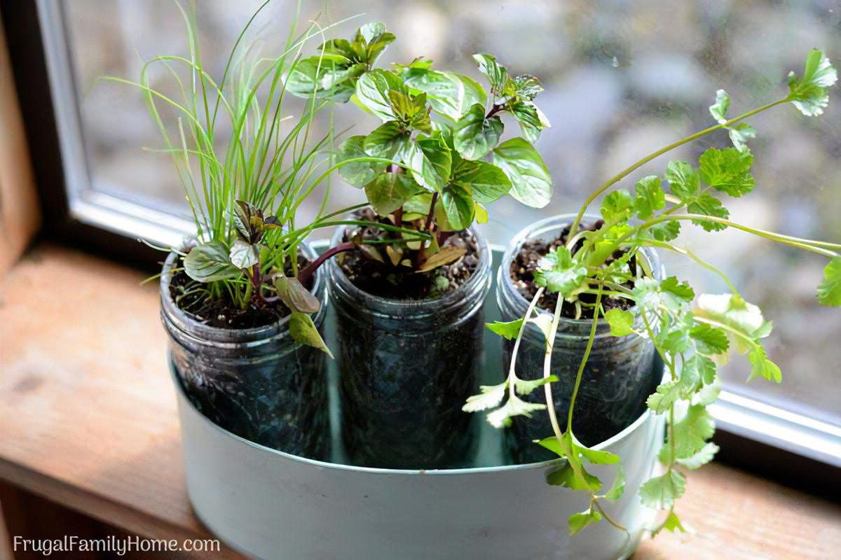 17 Windowsill Herb Garden Ideas For This Year | SharonSable