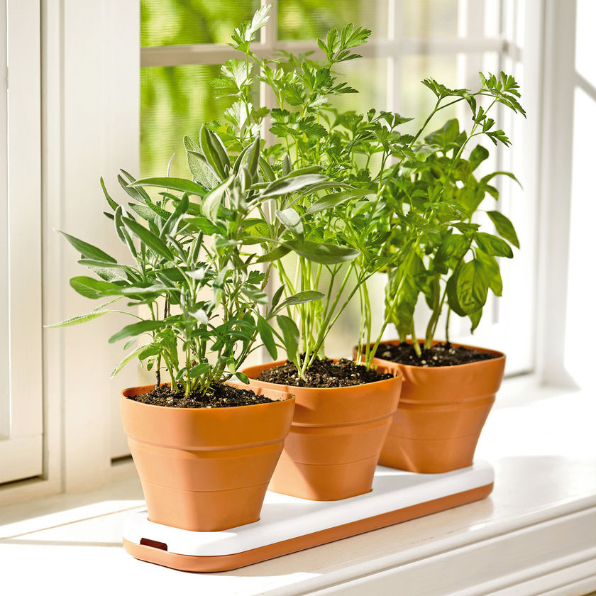 17 Windowsill Herb Garden Ideas For This Year | SharonSable