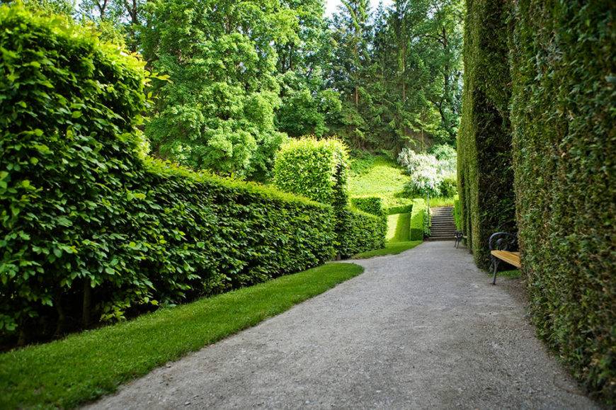 23 Garden Hedge Ideas To Consider | SharonSable