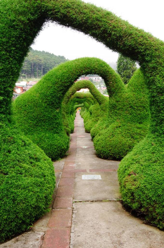 23 Garden Hedge Ideas To Consider | SharonSable
