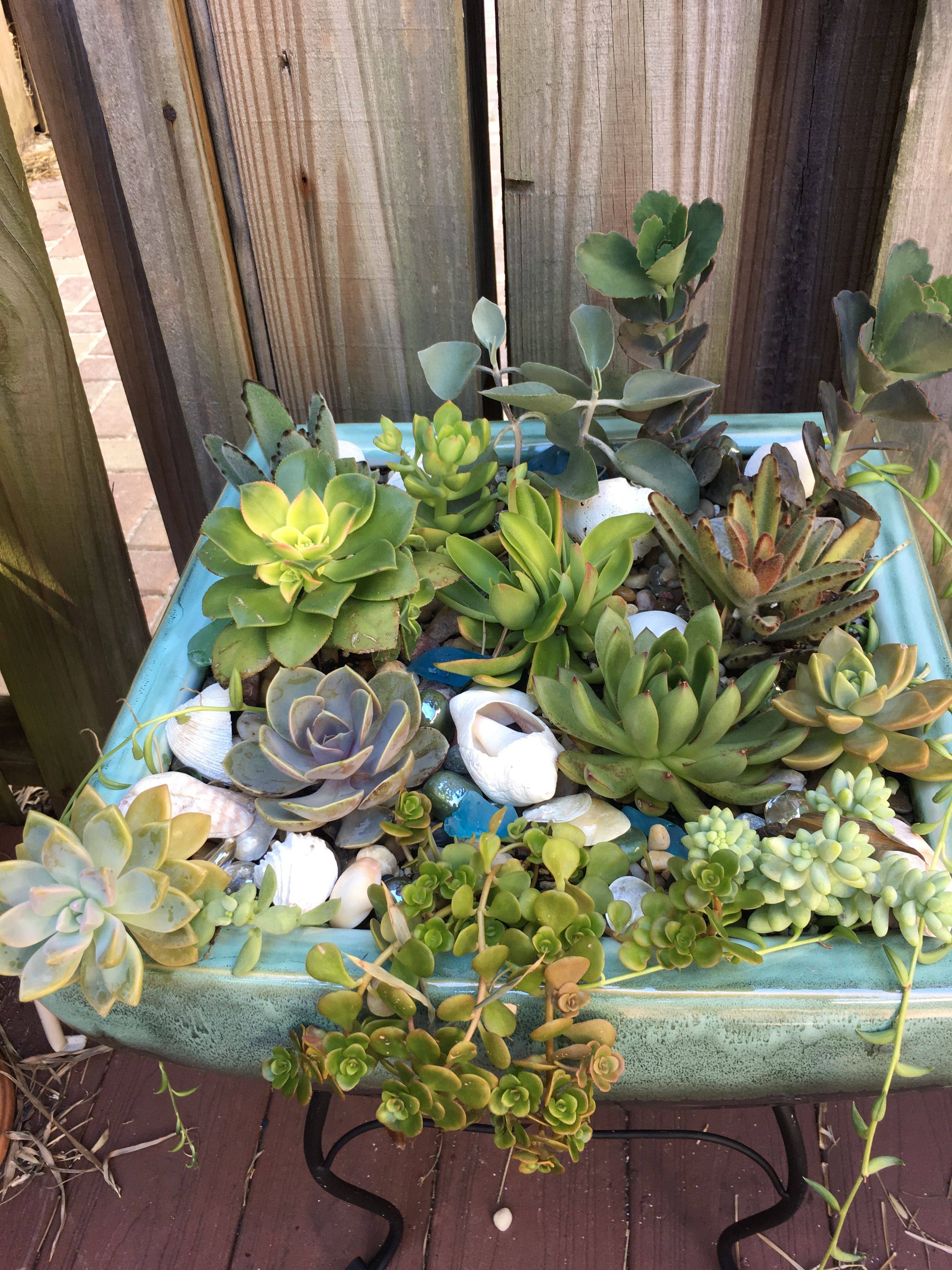 19 Succulent Dish Garden Ideas You Cannot Miss | SharonSable