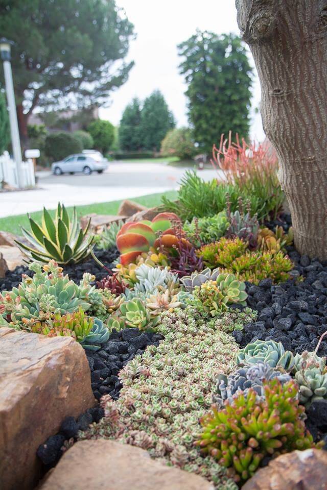 22 Succulent Rock Garden Wall Ideas You Should Look | SharonSable