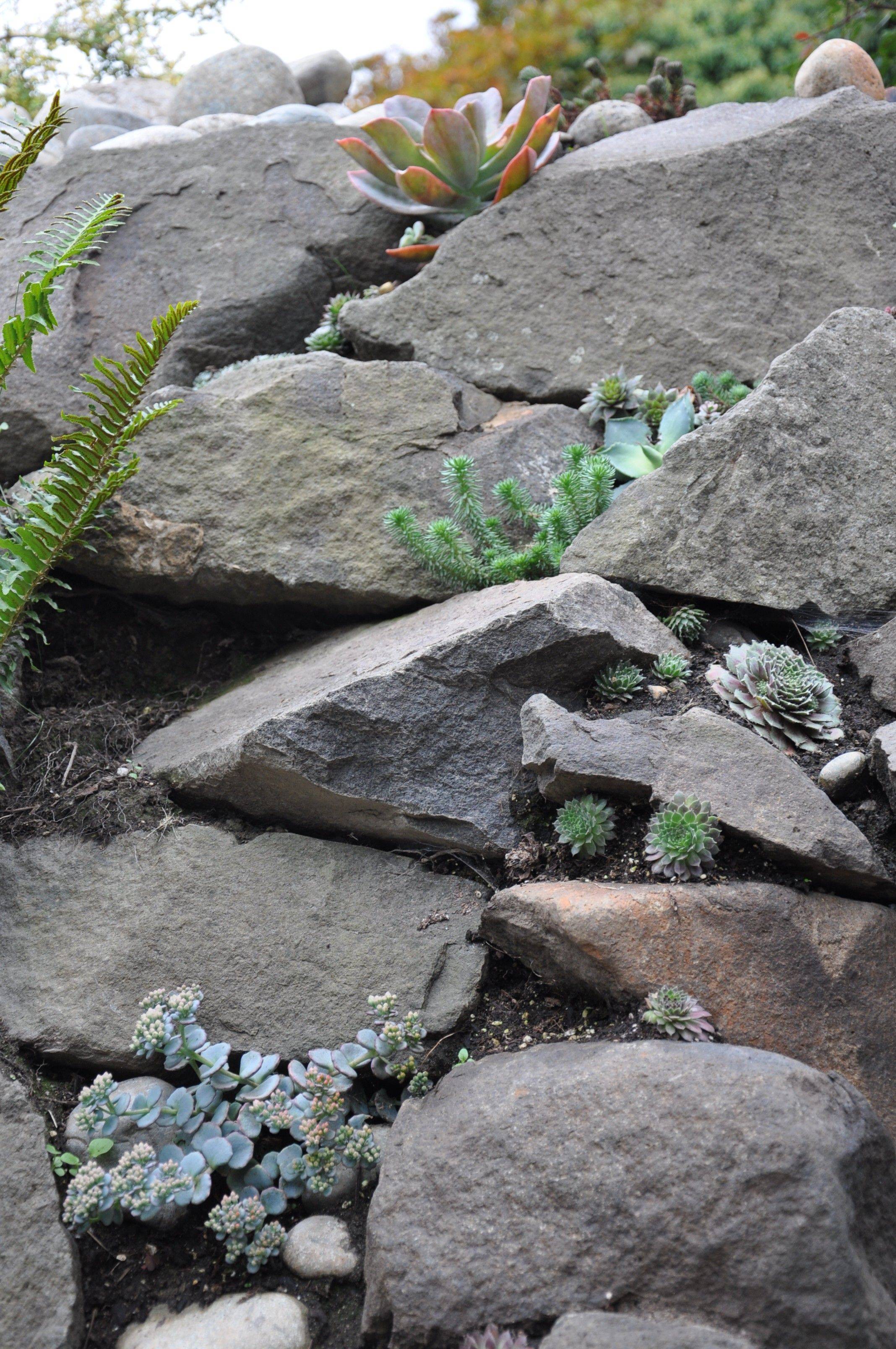 22 Succulent Rock Garden Wall Ideas You Should Look | SharonSable