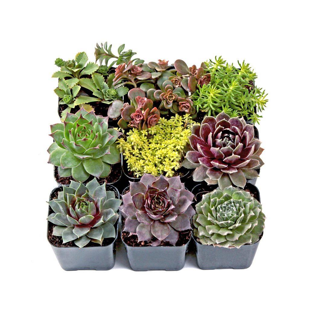 20 Mountain Crest Garden Ideas You Should Check | SharonSable