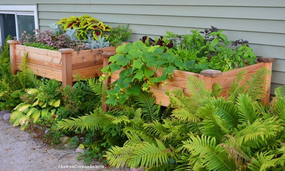 21 Shade Tolerant Vegetable Garden Ideas You Must Look | SharonSable