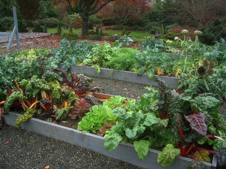 21 Shade Tolerant Vegetable Garden Ideas You Must Look | SharonSable