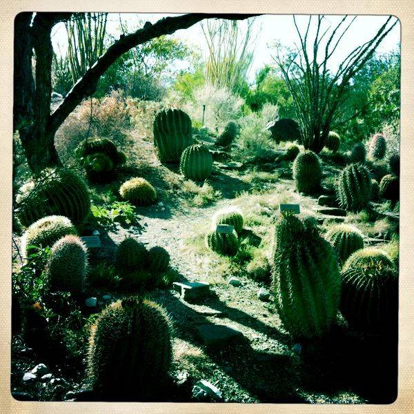 23 Palm Springs Cactus Garden Ideas To Consider | SharonSable