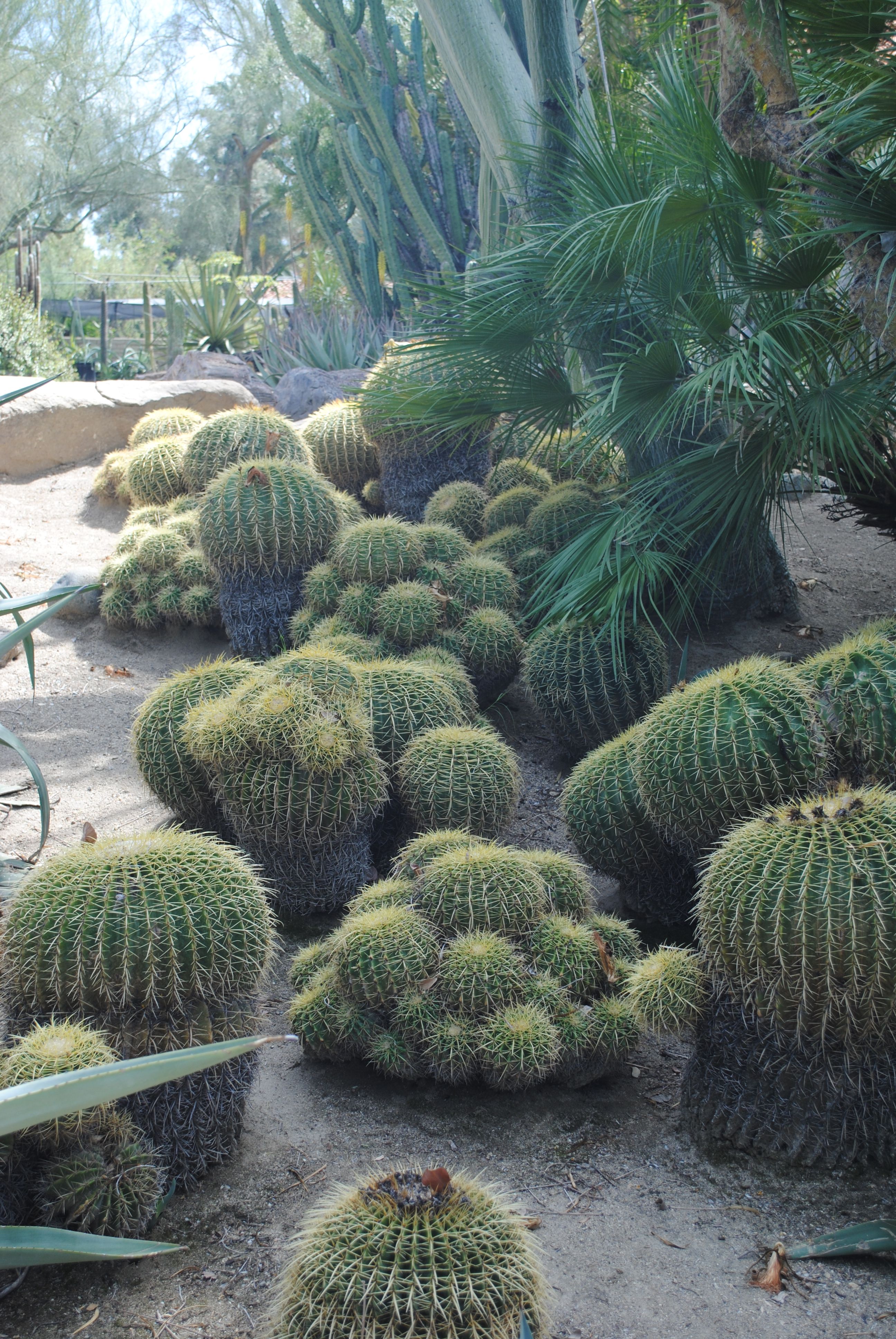 23 Palm Springs Cactus Garden Ideas To Consider | SharonSable