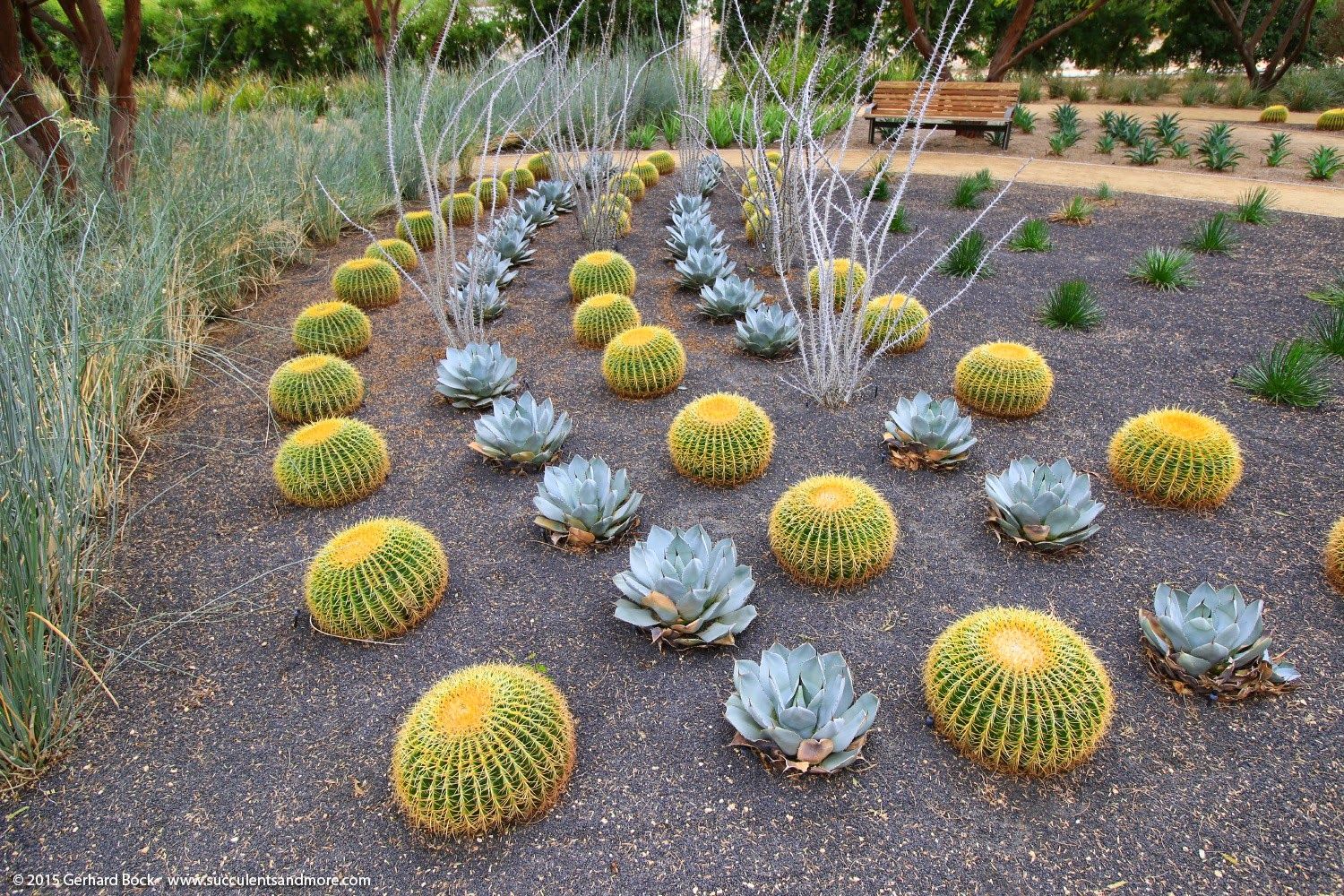 23 Palm Springs Cactus Garden Ideas To Consider | SharonSable